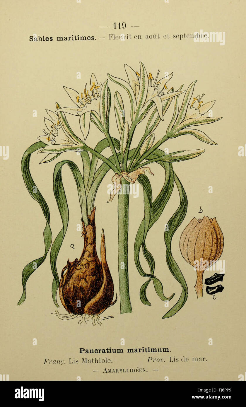 A pocket-sized illustrated flora guide covering the Mediterranean coastline from Genoa to ...