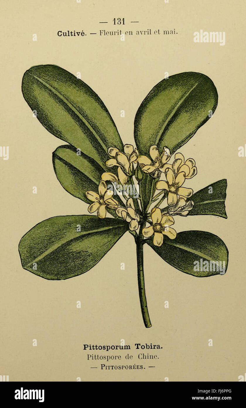 A compact guide to the colorful flora of the Mediterranean coastline ...