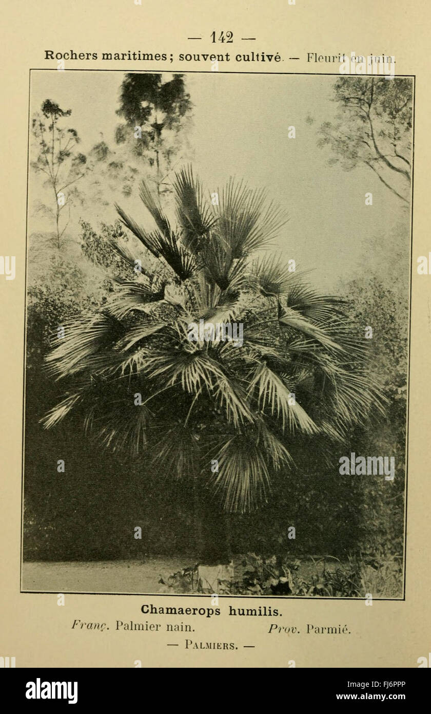 Illustrated guide to the flora of the Mediterranean coastline from Genoa to Barcelona, including ...