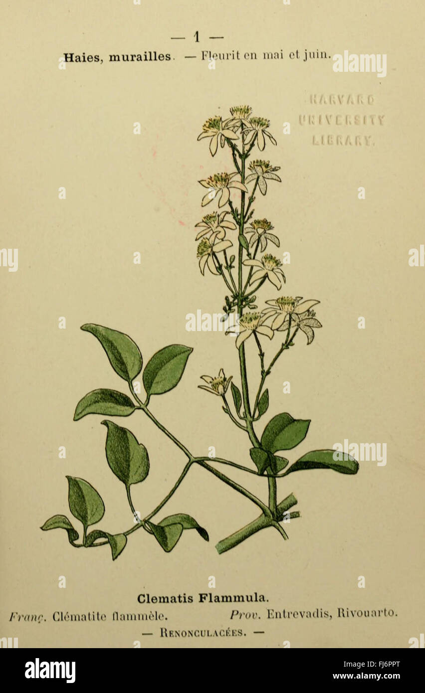 A pocket-sized illustrated flora guide of the Mediterranean coastline from Genoa to Barcelona ...