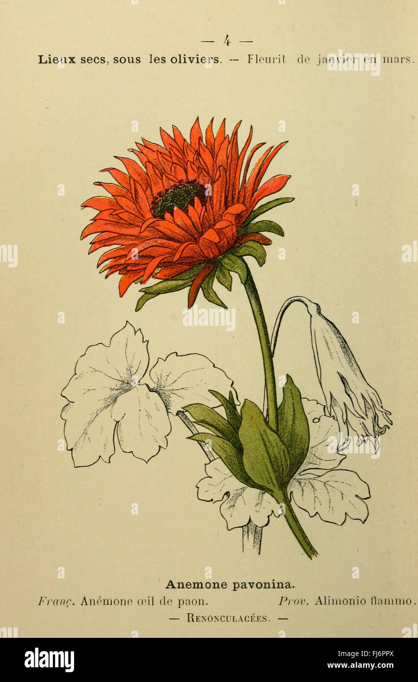 An illustrated guide to the Mediterranean coastal flora from Genoa to ...