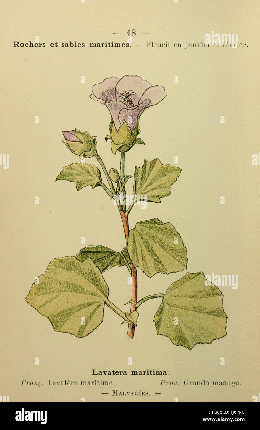A botanical field guide illustrating plant species along the ...