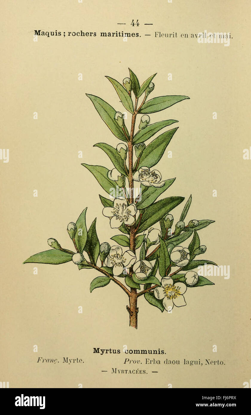 A pocket-sized guide to the flora of the Mediterranean coast from Genoa ...