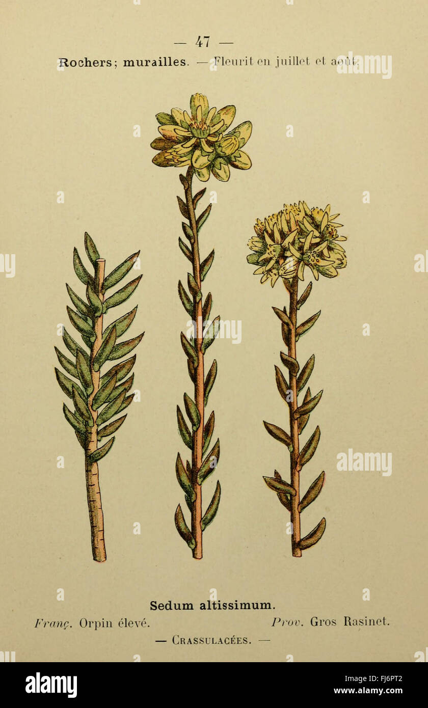 This pocket-sized botanical guide details the Mediterranean flora along ...