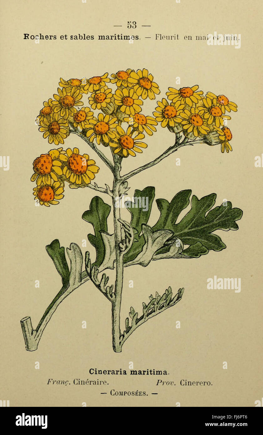 A pocket-sized illustrated flora covering the Mediterranean coastline ...