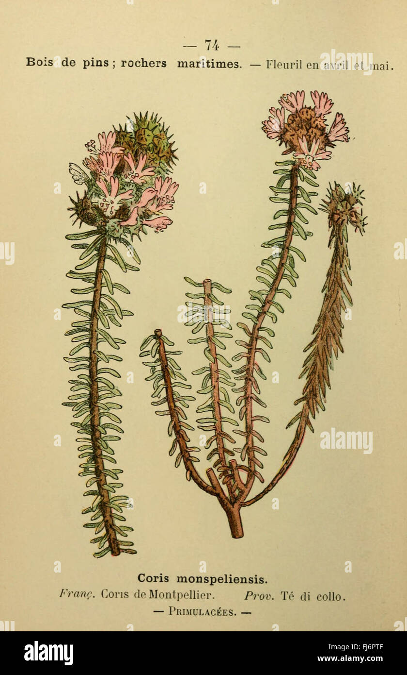 A pocket flora guide to the Mediterranean coastal region from Genoa to ...