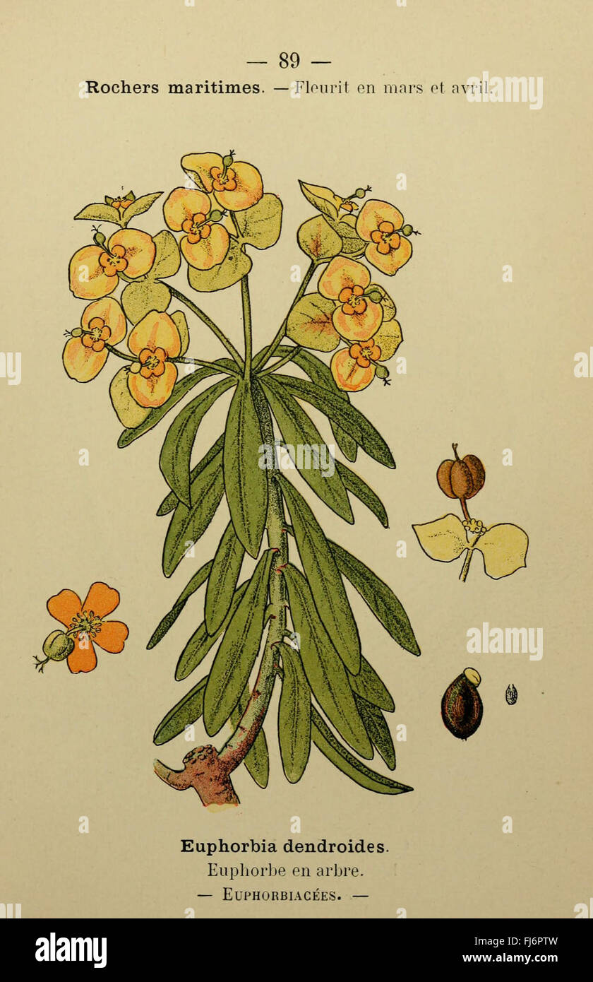 A compact guide to the colorful flora of the Mediterranean coastline ...