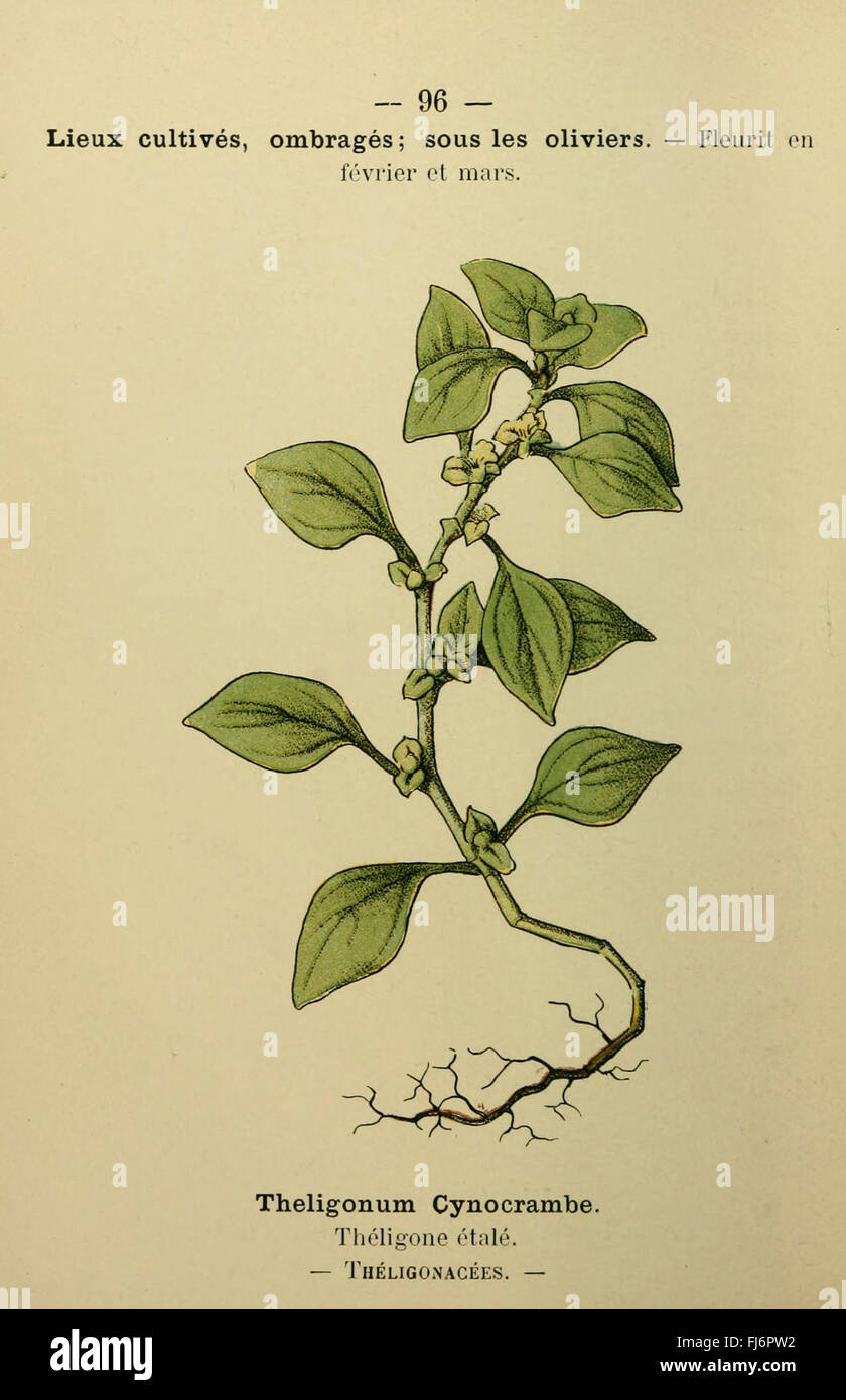 A pocket-sized botanical guide to the flora of the Mediterranean ...