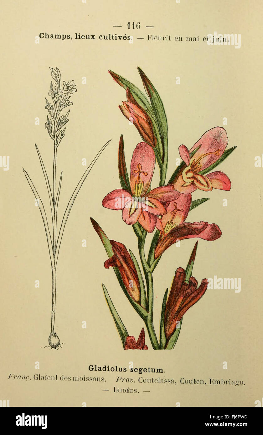 A botanical guide to the Mediterranean coastal flora from Genoa to ...