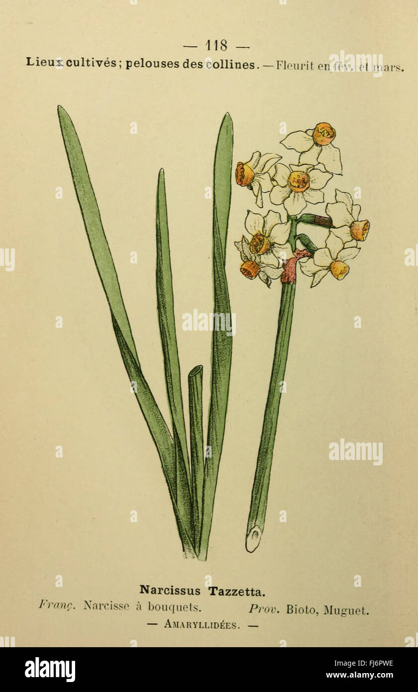 A botanical field guide to the Mediterranean coastal flora from Genoa ...