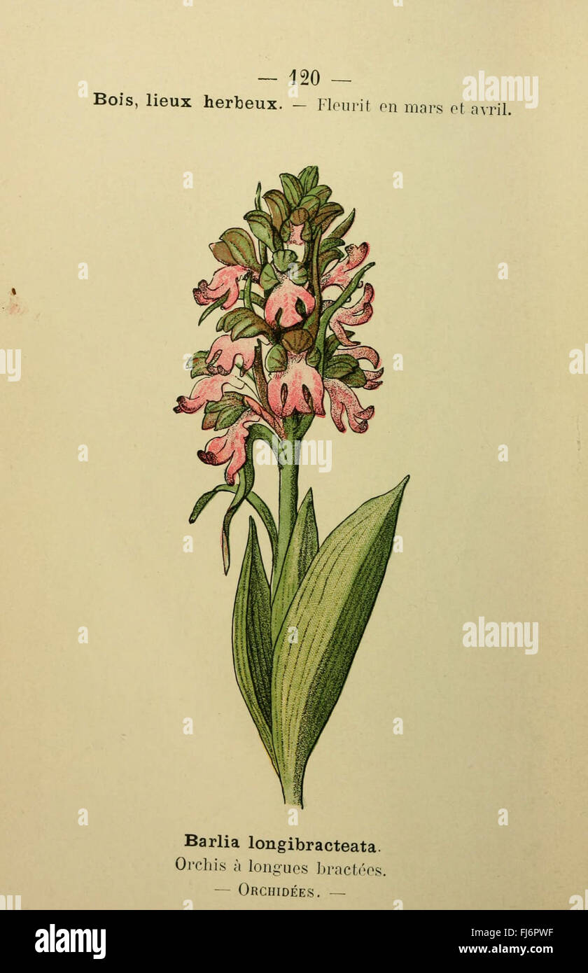 A pocket guide to the colorful flora of the Mediterranean coastline ...