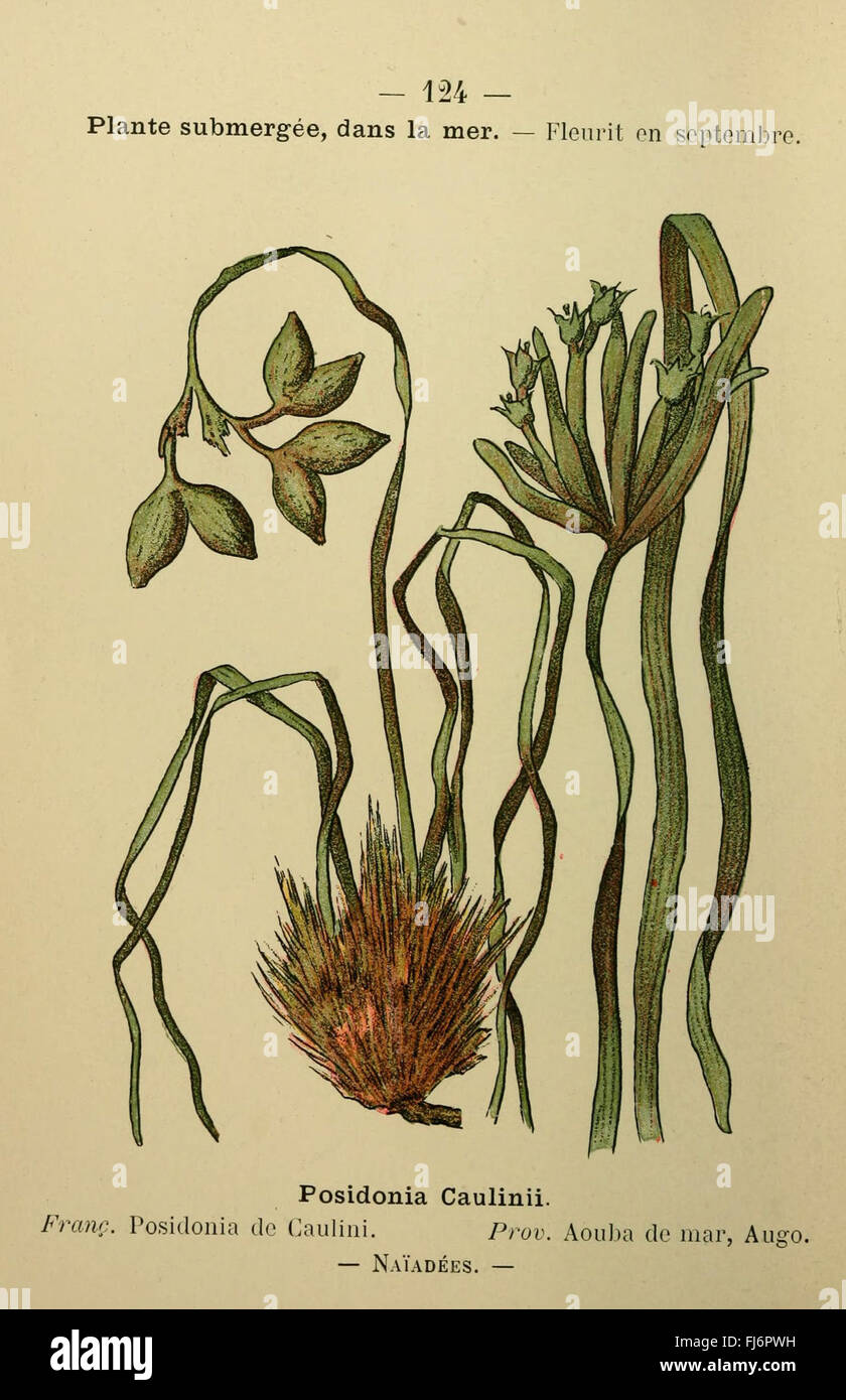 A pocket-sized illustrated guide to Mediterranean coastal flora from Gênes to Barcelona ...