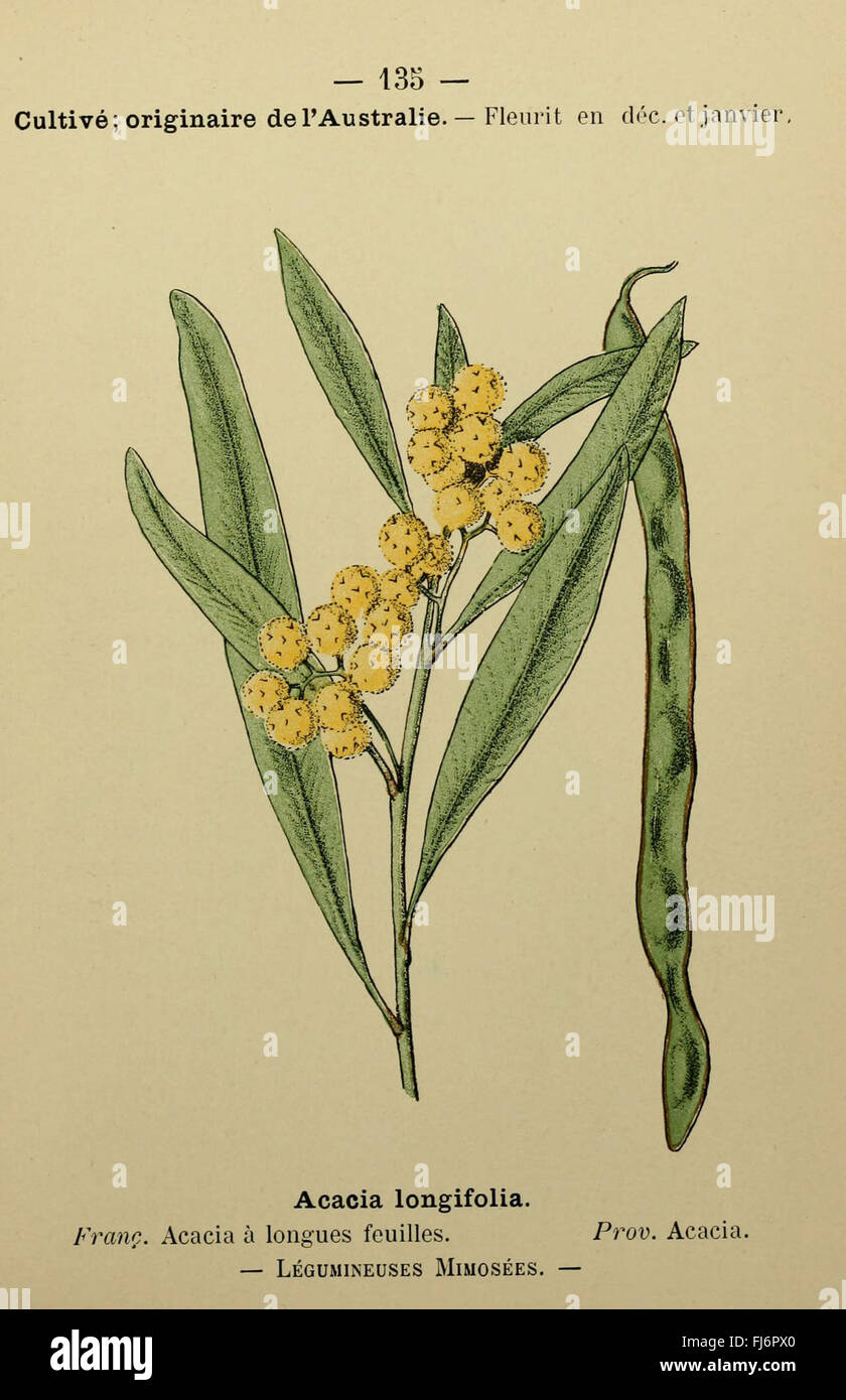 Pocket-sized illustrated flora guide of the Mediterranean coast from Genoa to Barcelona ...