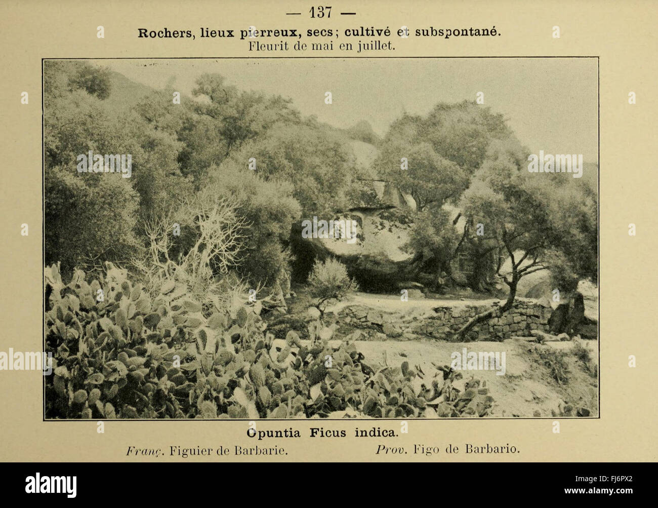 A pocket-sized guide to the flora of the Mediterranean coast from Genoa ...