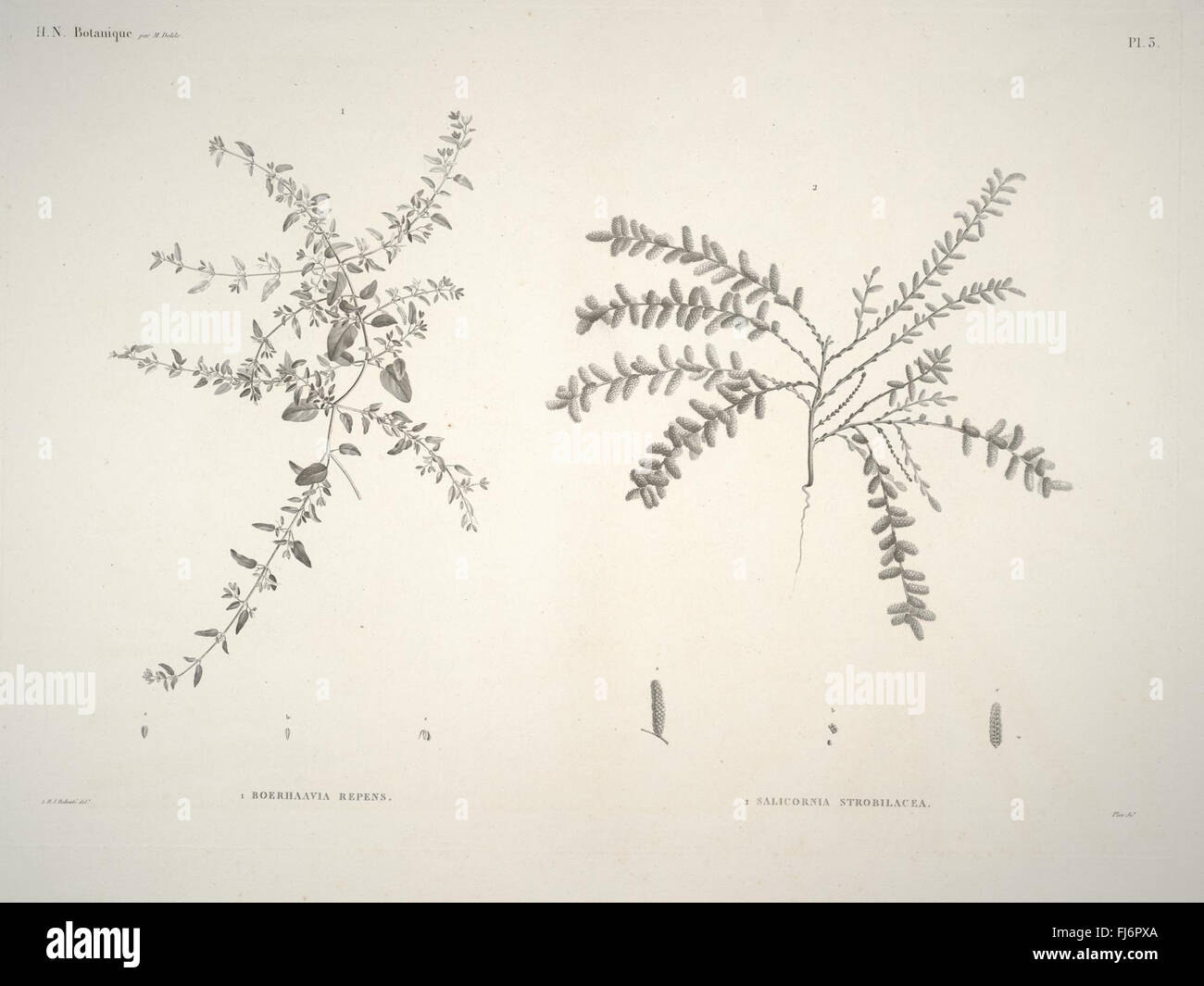 A comprehensive study of Egypt's plant life, showcasing native flora ...