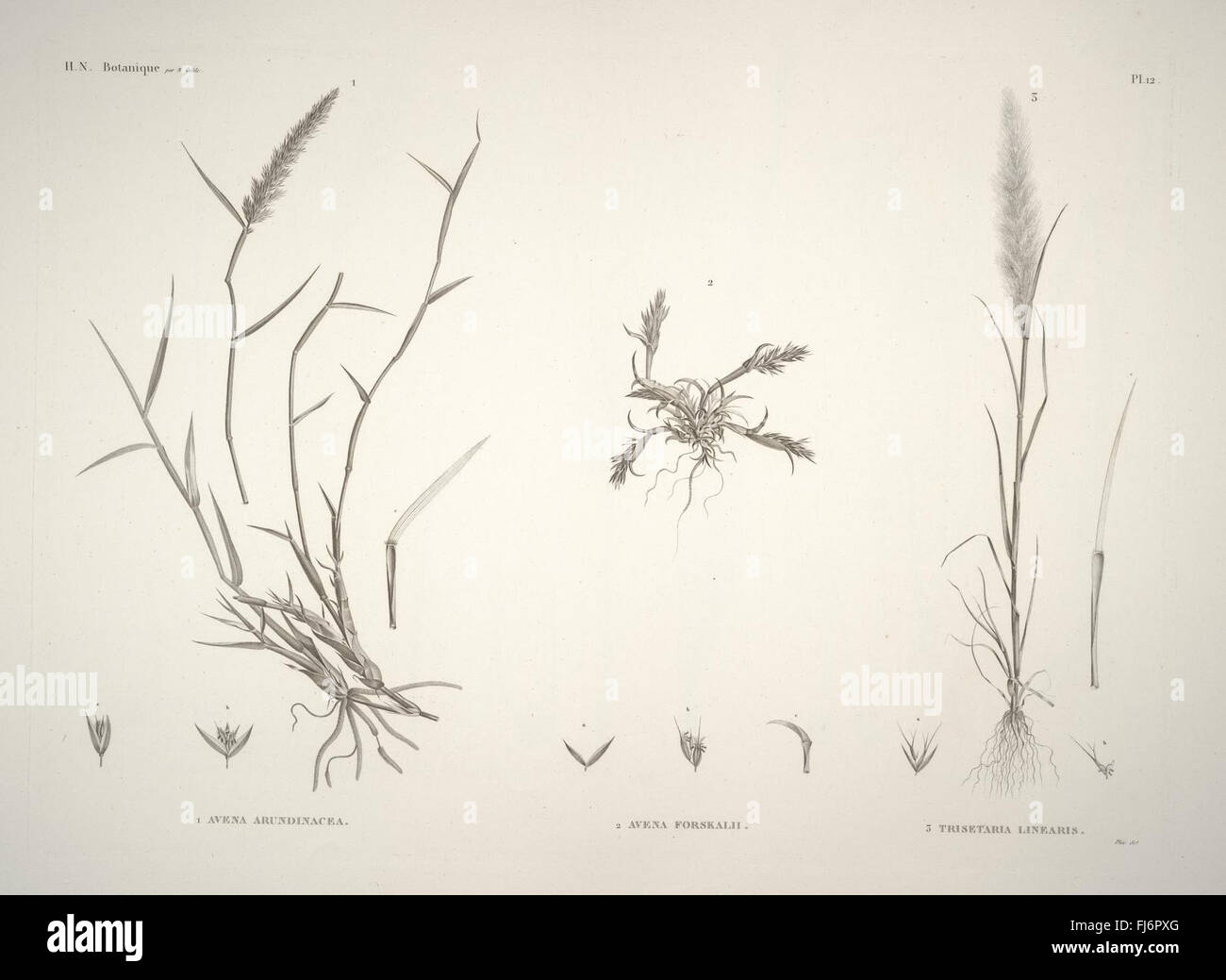 Flore d'Egypte, Egypt, Missouri Botanical Garden, Peter H. Raven ...