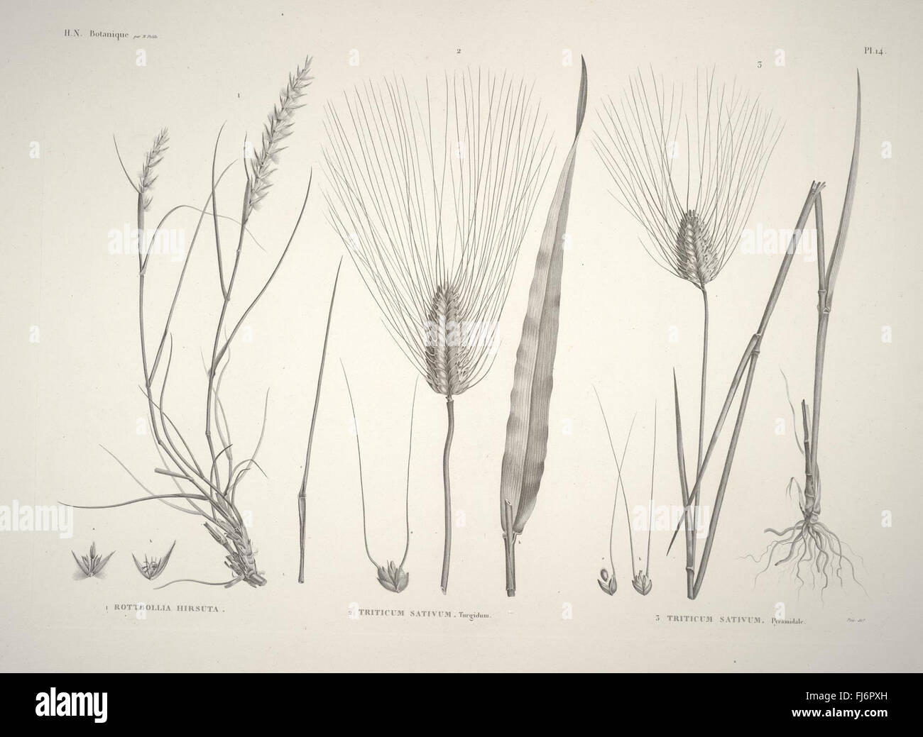 Flore d'Egypte ,Egypt Missouri Botanical Garden, Peter H. Raven Library ...