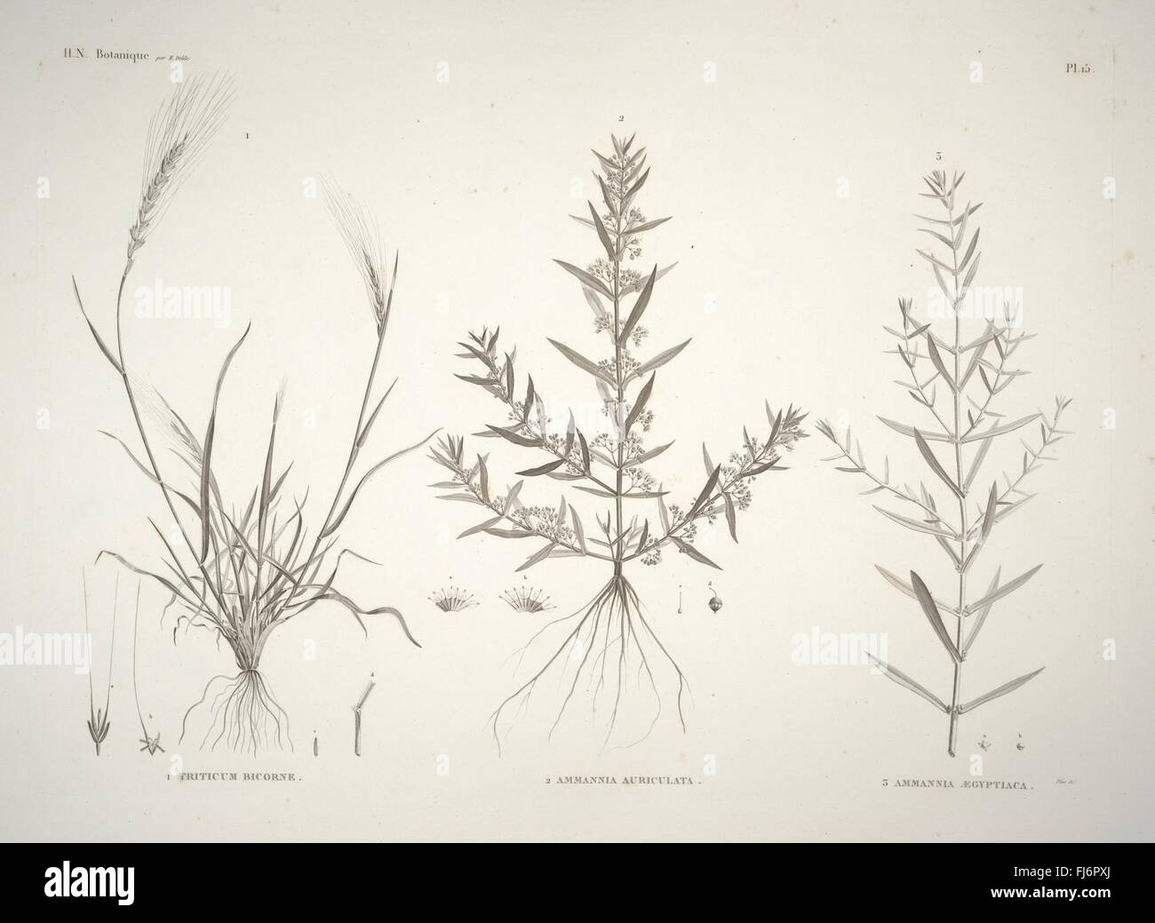 Flora cataloging hi-res stock photography and images - Alamy