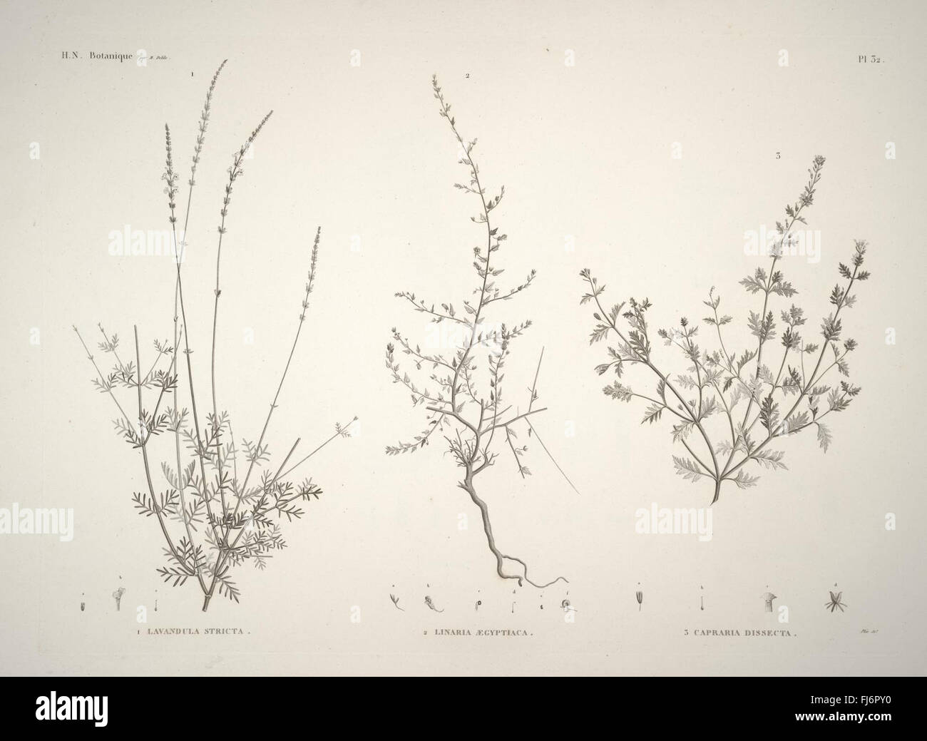 Flore d'Egypte, Egypt, Missouri Botanical Garden, Peter H. Raven ...