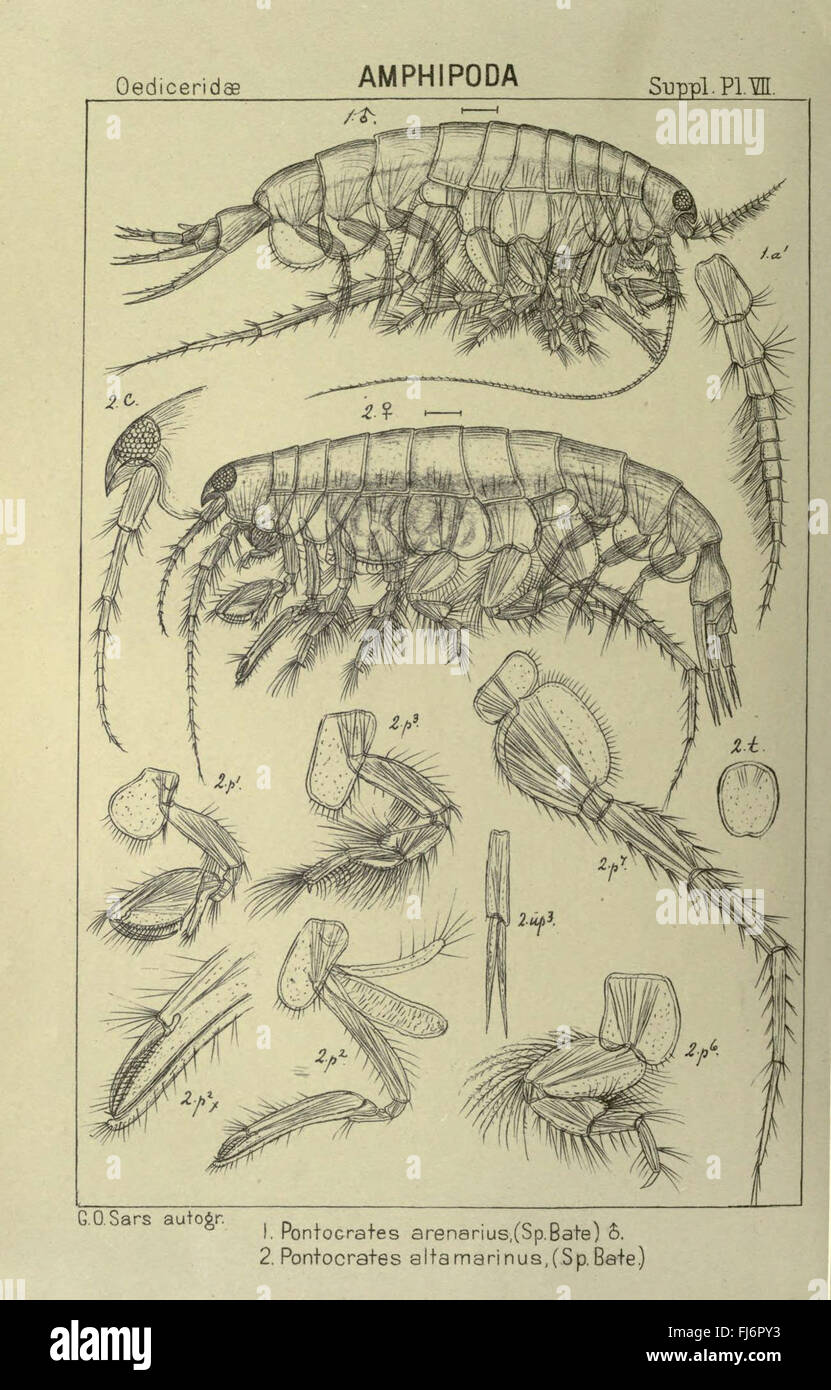 A detailed account of the crustaceans found in Norway, with ...