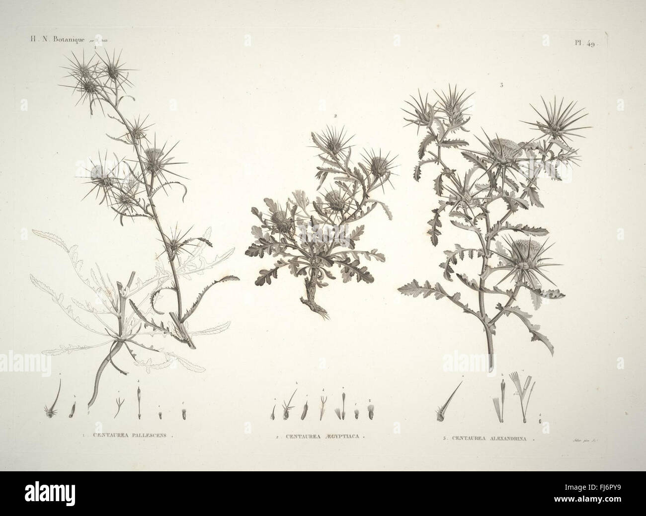 A botanical study of the flora of Egypt, highlighting plant species ...