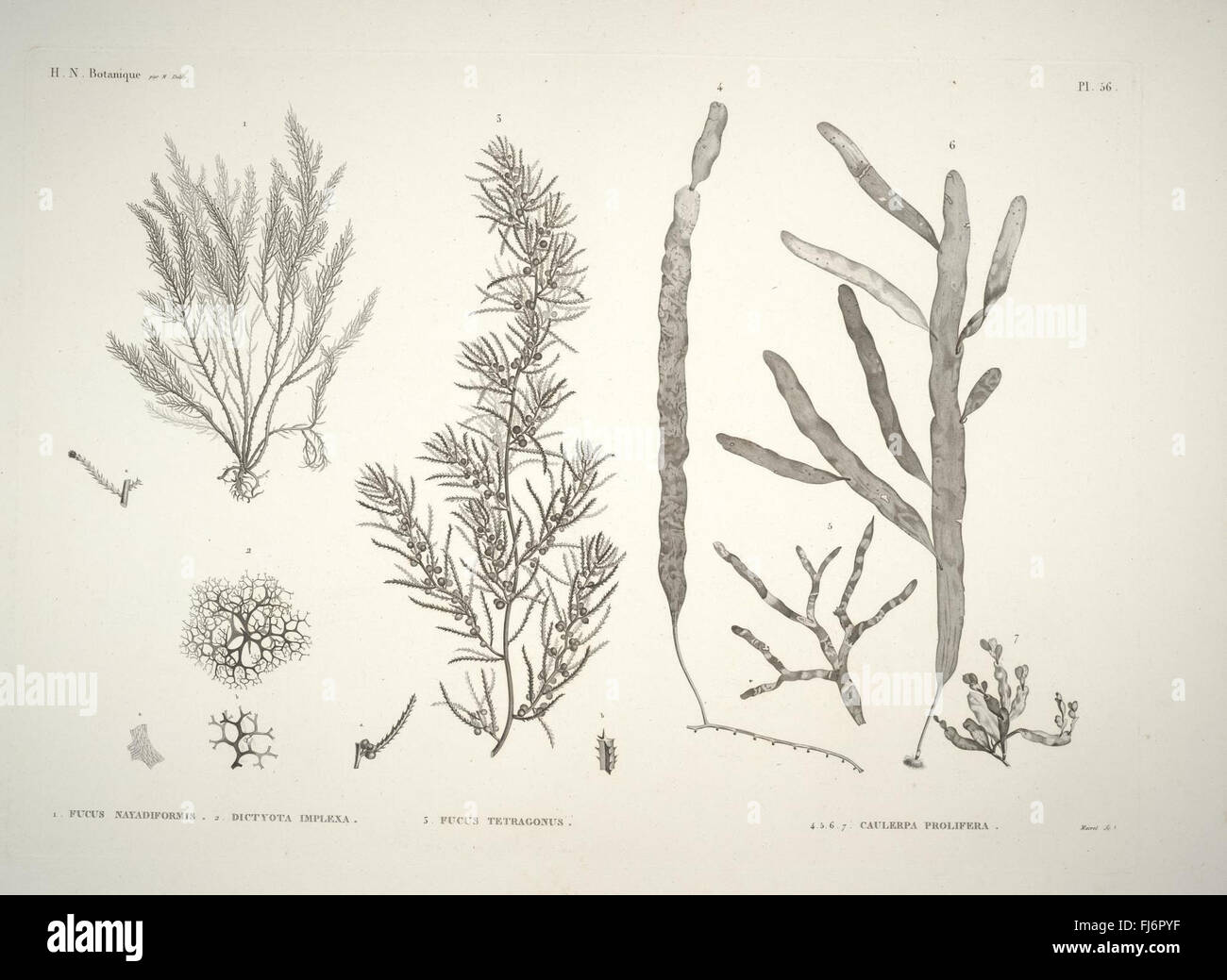 A botanical guide to the flora of Egypt, housed in the Peter H. Raven ...