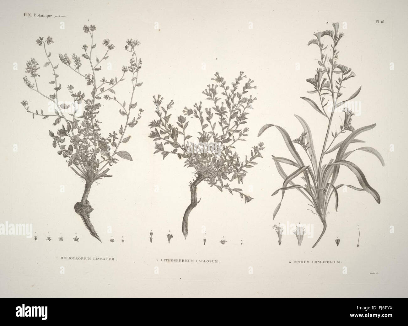 This botanical study presents detailed illustrations of Egyptian flora ...