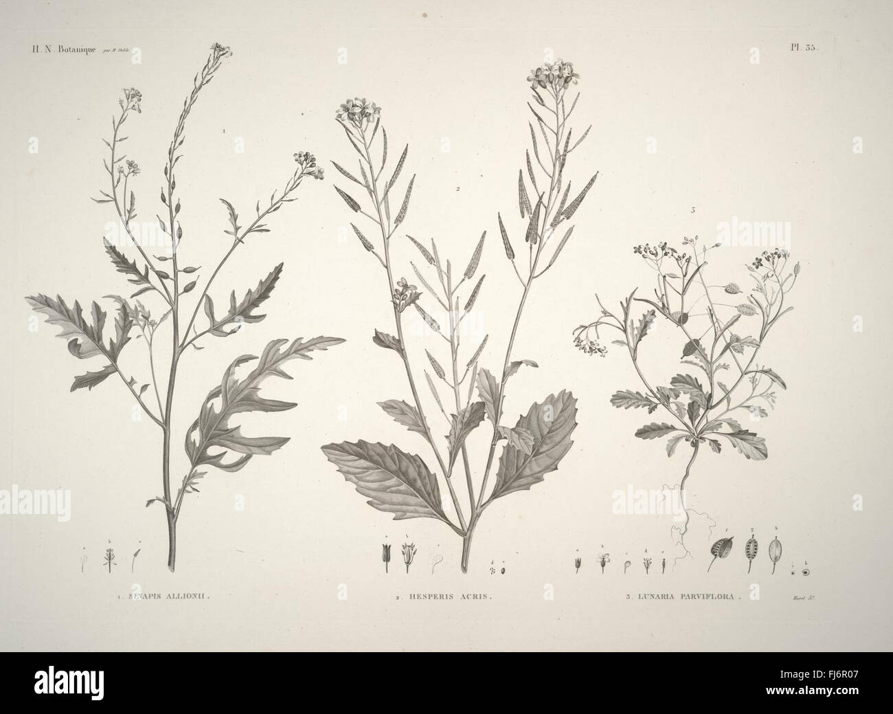 A botanical study of the plants found in Egypt, documenting various ...