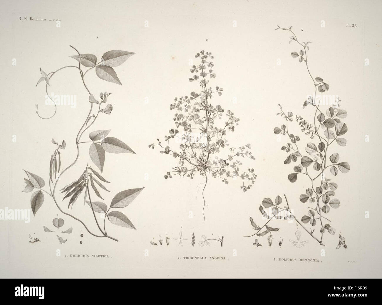 Botanical study of Egyptian plants, featuring native species and their ...