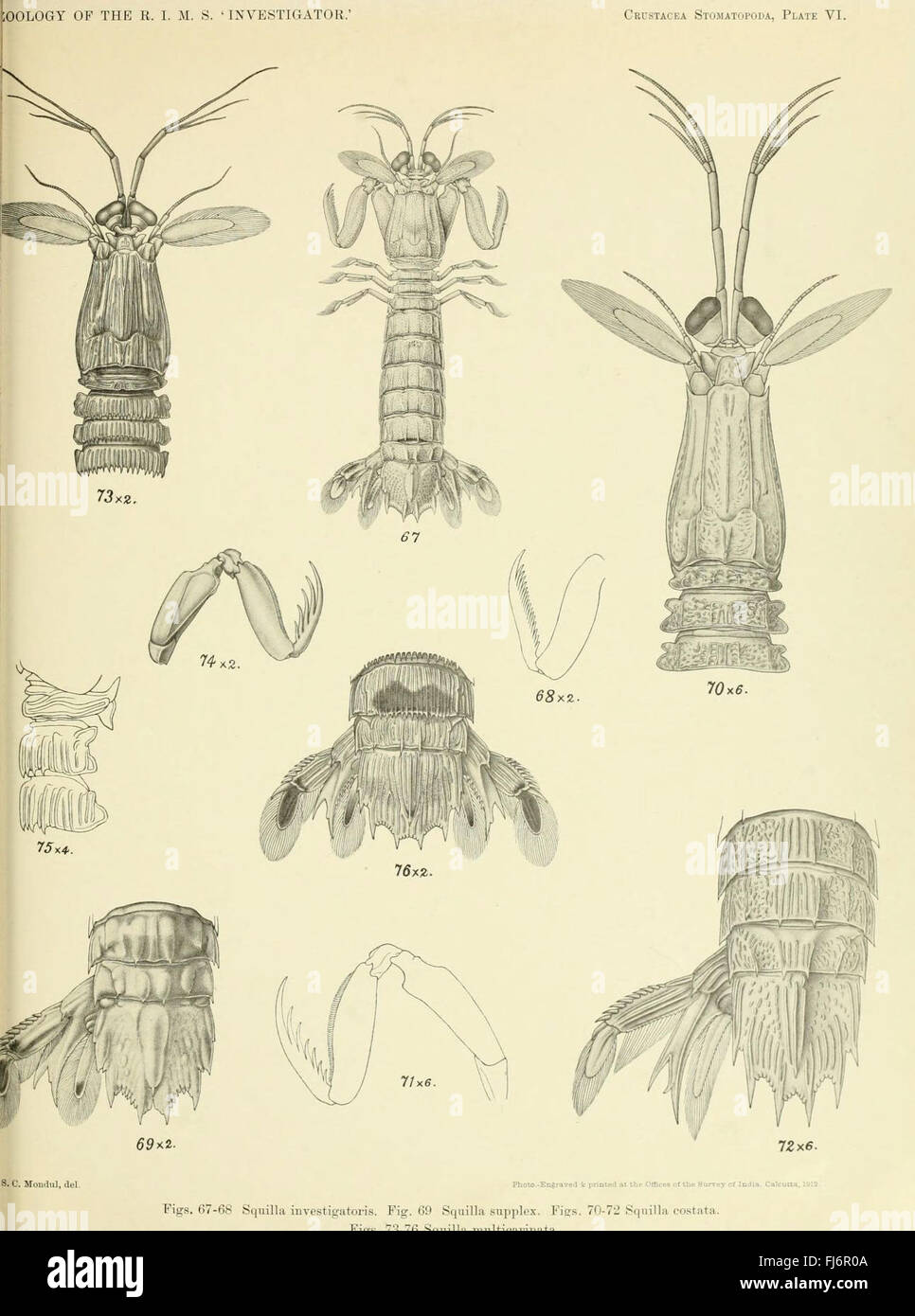 This account provides detailed information about Stomatopoda (mantis ...