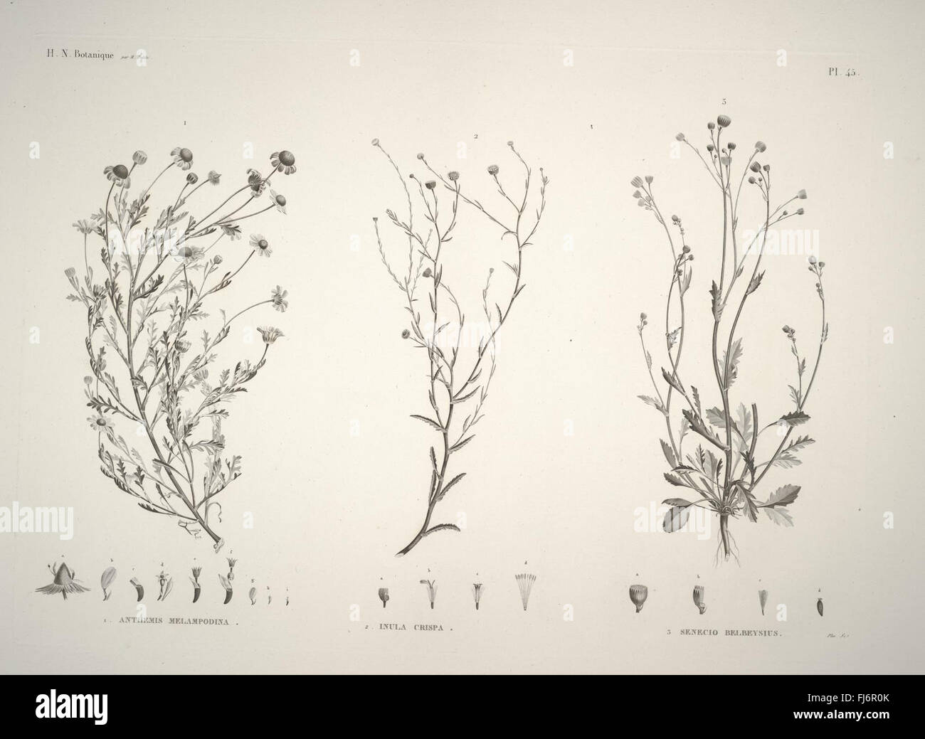 Flore d'Egypte - A comprehensive botanical work depicting the diverse ...