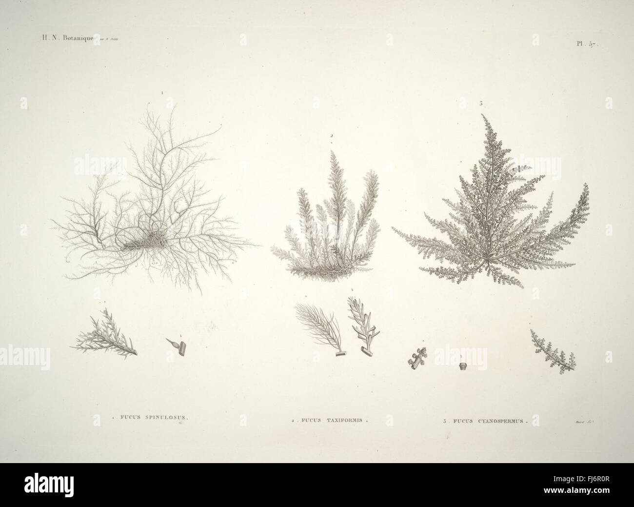 Flore d'Egypte: A botanical study of Egypt’s plant species, focusing on ...