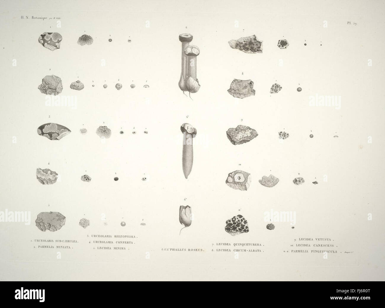 A botanical guide to the plants of Egypt, focusing on native flora and ...
