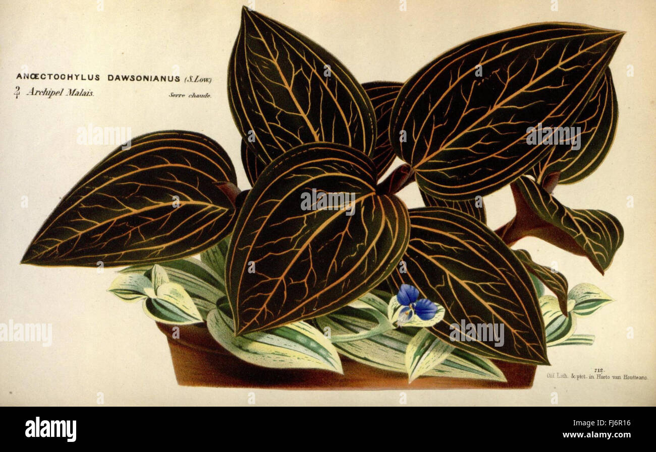 An exquisite example of European garden plants depicted in the 'Flore ...