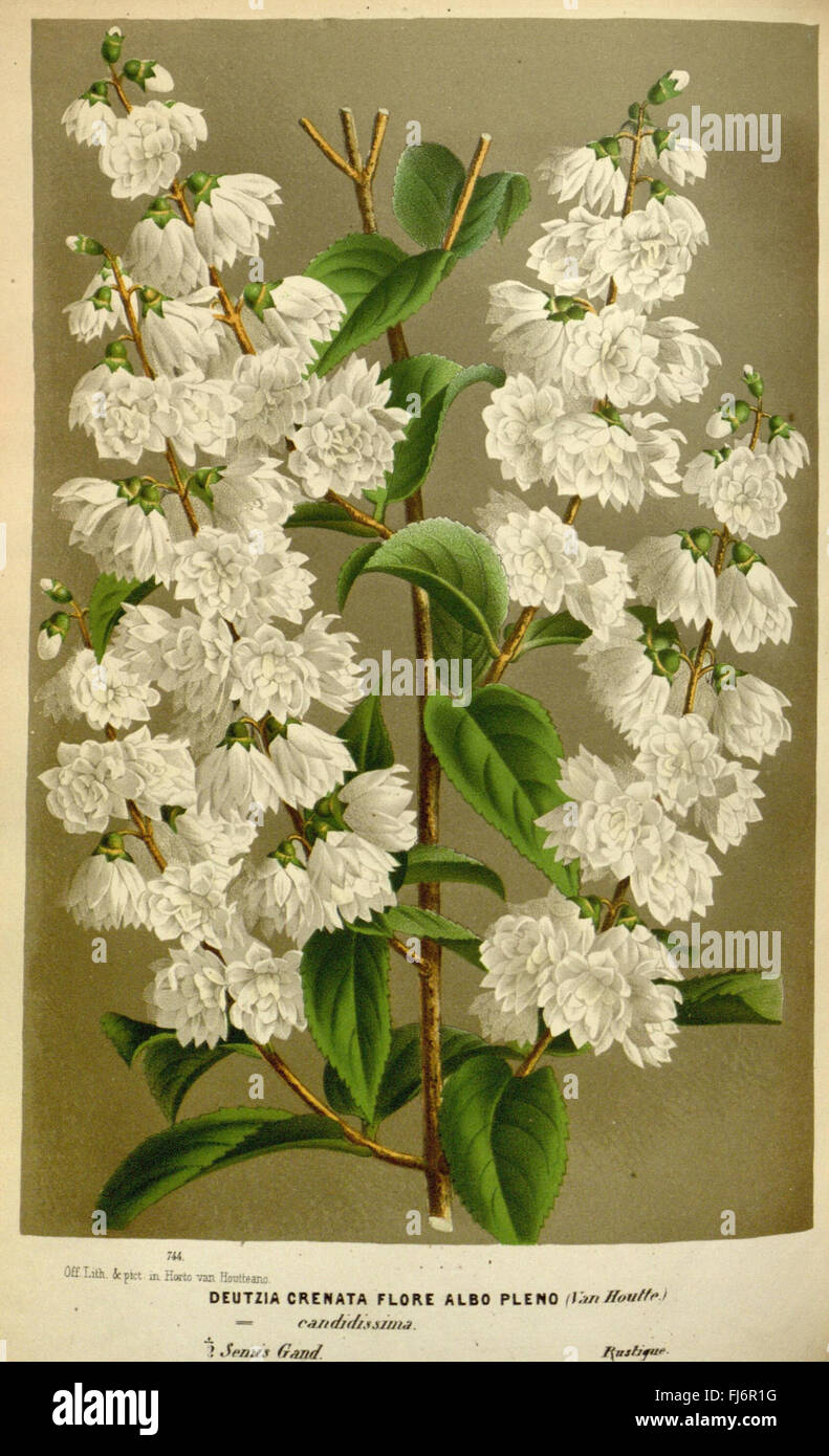 An illustrated guide to European flora, showcasing plants cultivated in ...