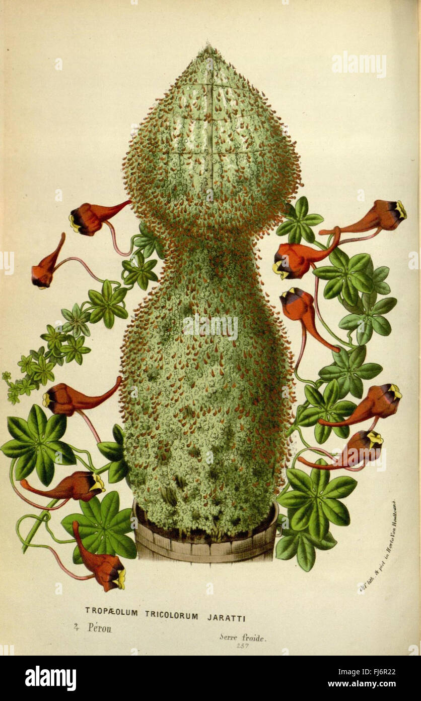 Flora of the Greenhouses and Gardens of Europe – A Detailed Study of ...