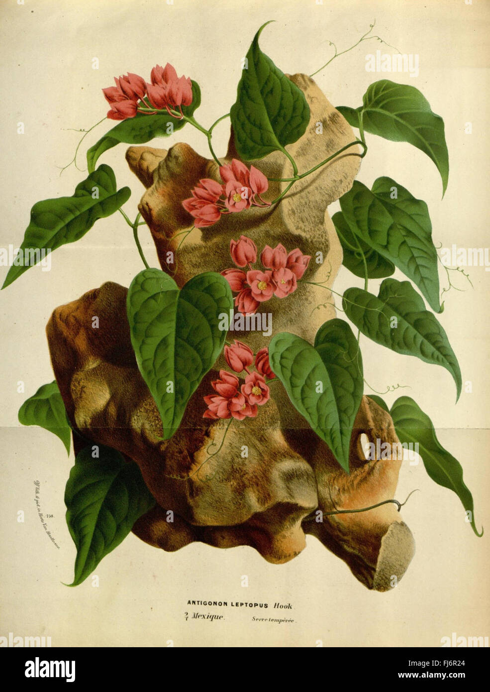 Missouri Botanical Garden, Peter H. Raven Library Stock Photo - Alamy