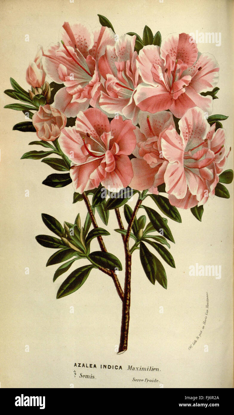 Flora of the Greenhouses and Gardens of Europe: A Botanical Exploration ...