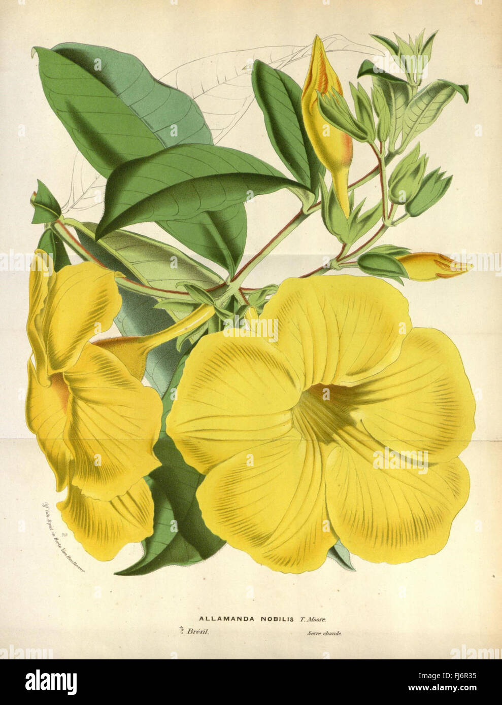 A botanical reference featuring European greenhouse plants, detailing ...