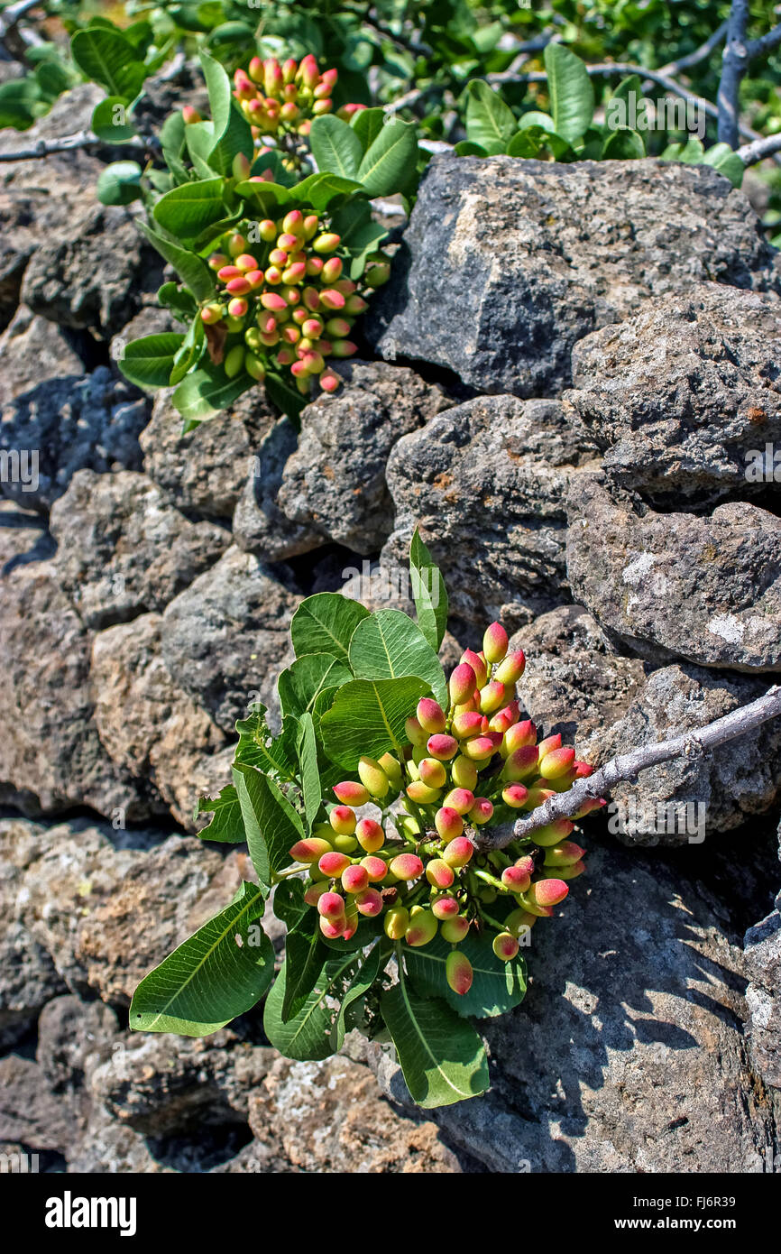 Italy Sicily Bronte (Catania) Pistachios Stock Photo - Alamy