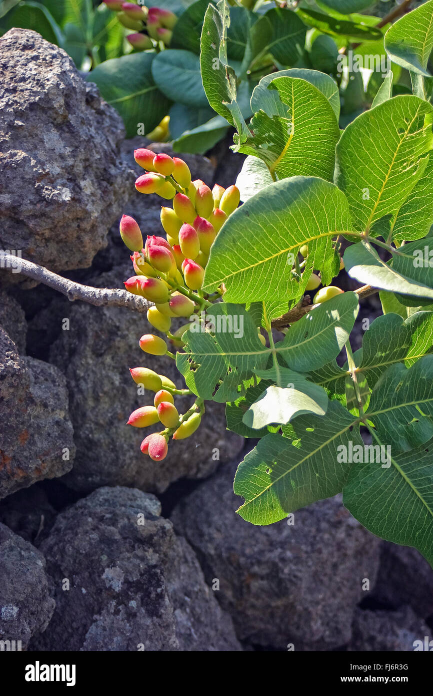 Pistacchio bronte hi-res stock photography and images - Alamy
