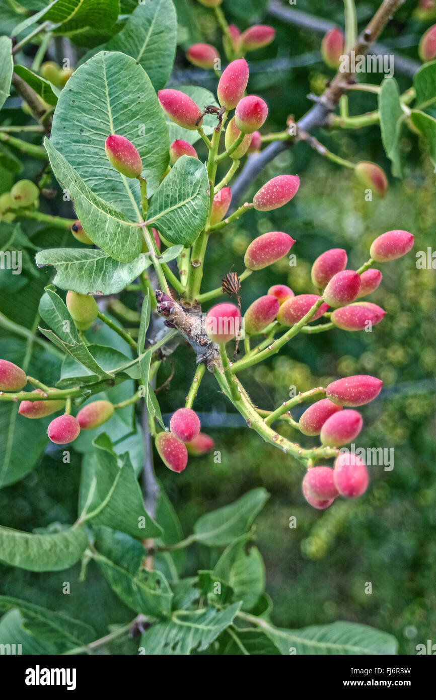 Pistacchio bronte hi-res stock photography and images - Alamy