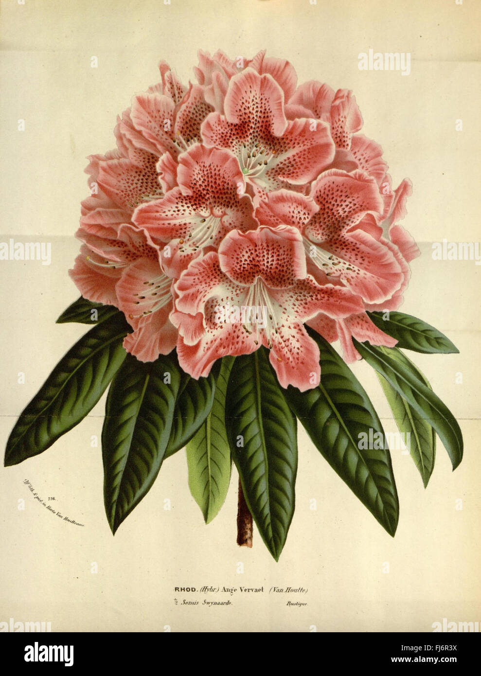 A comprehensive botanical guide showcasing the diverse plant species ...