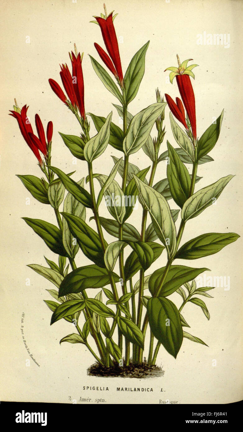 A botanical guide to the plants in European greenhouses and gardens ...