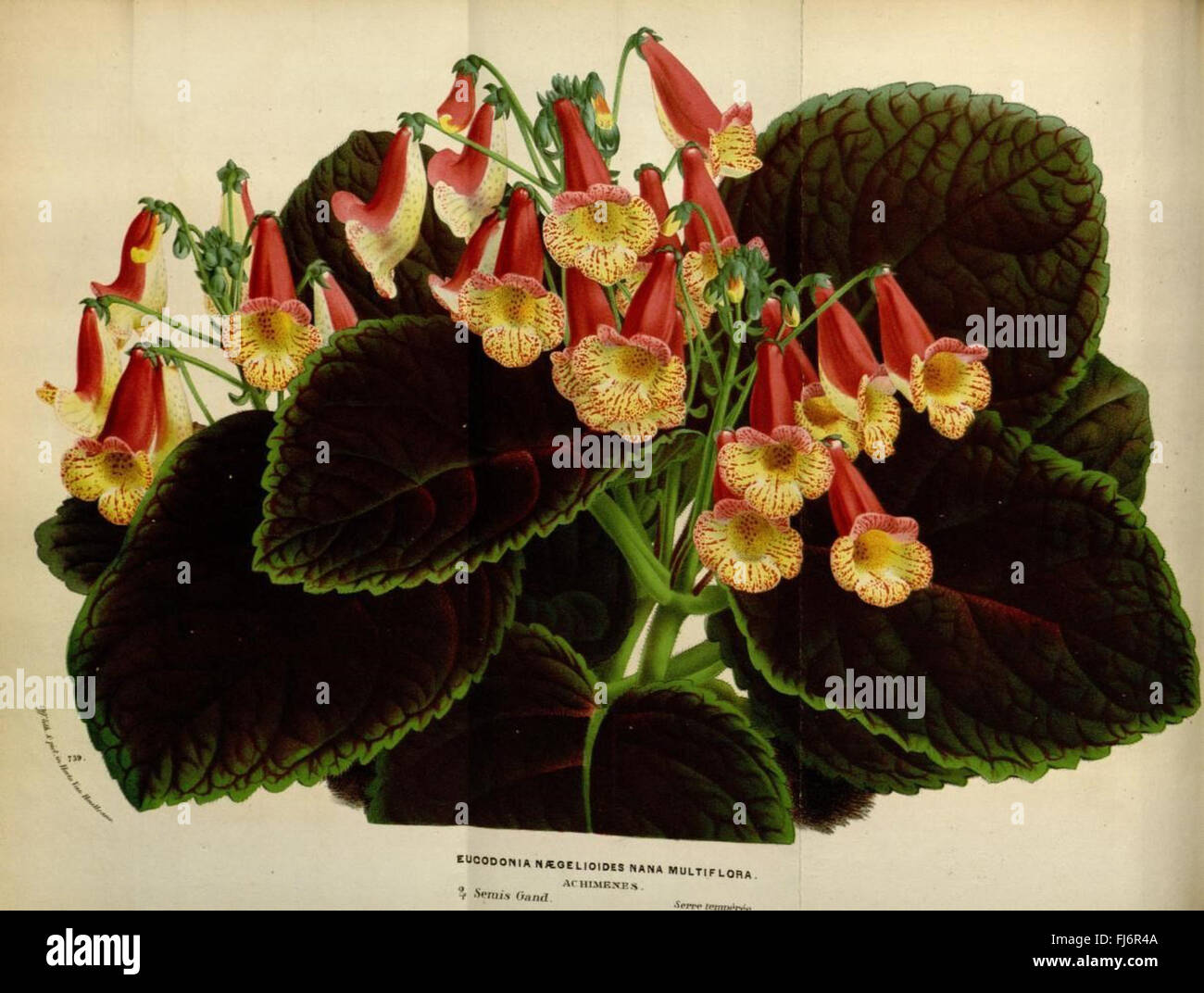 A botanical reference work featuring plants cultivated in the ...