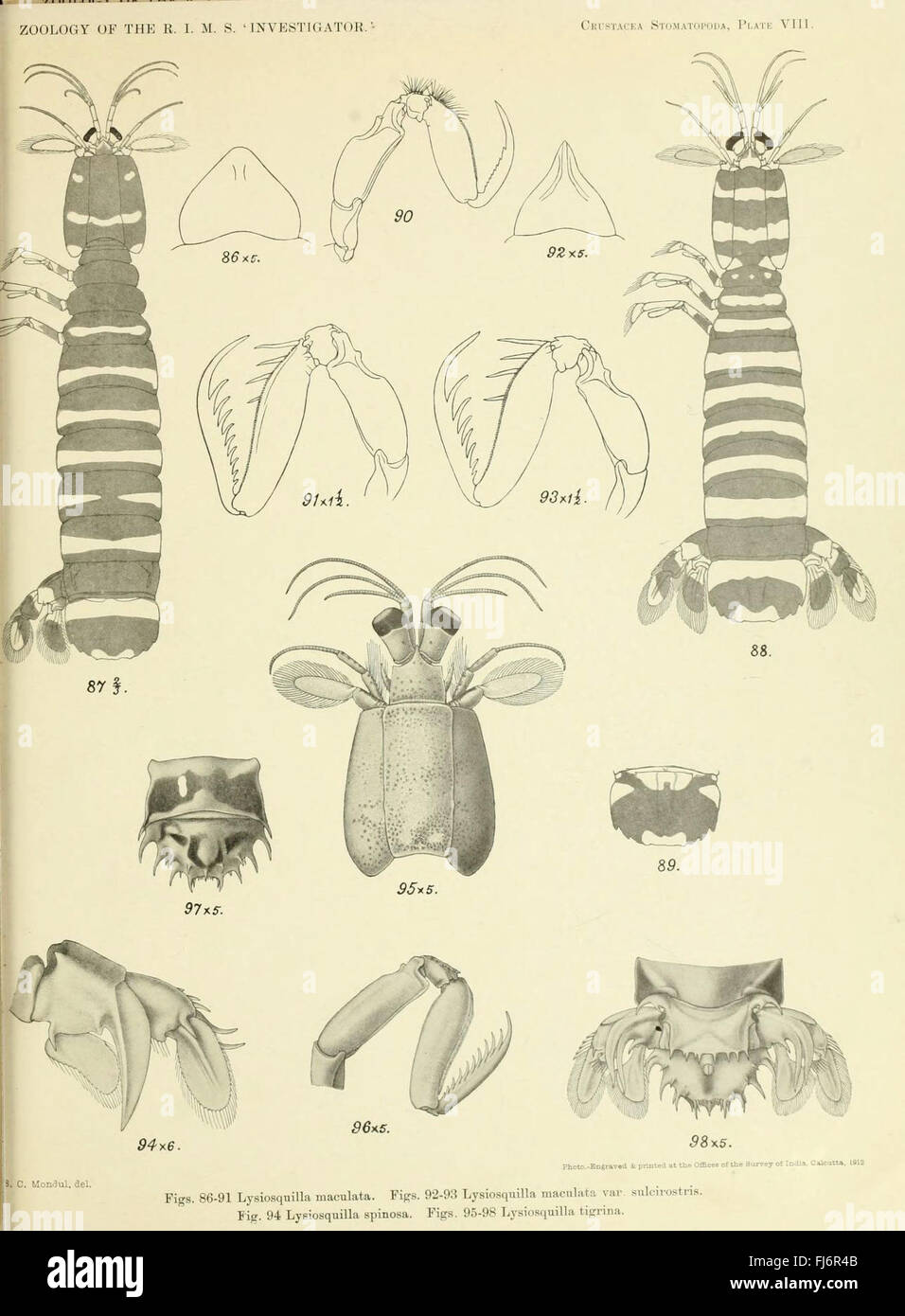 A detailed study of the Stomatopoda crustaceans from the Indo-Pacific ...