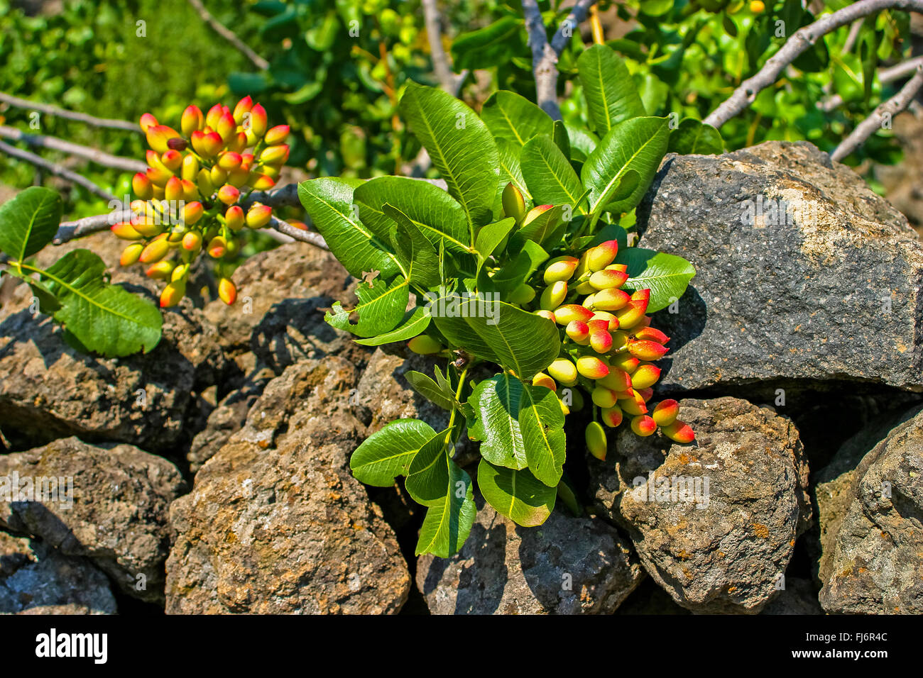 Italia Sicilia Bronte (Catania) Pistacchi | Italy Sicily Bronte ...
