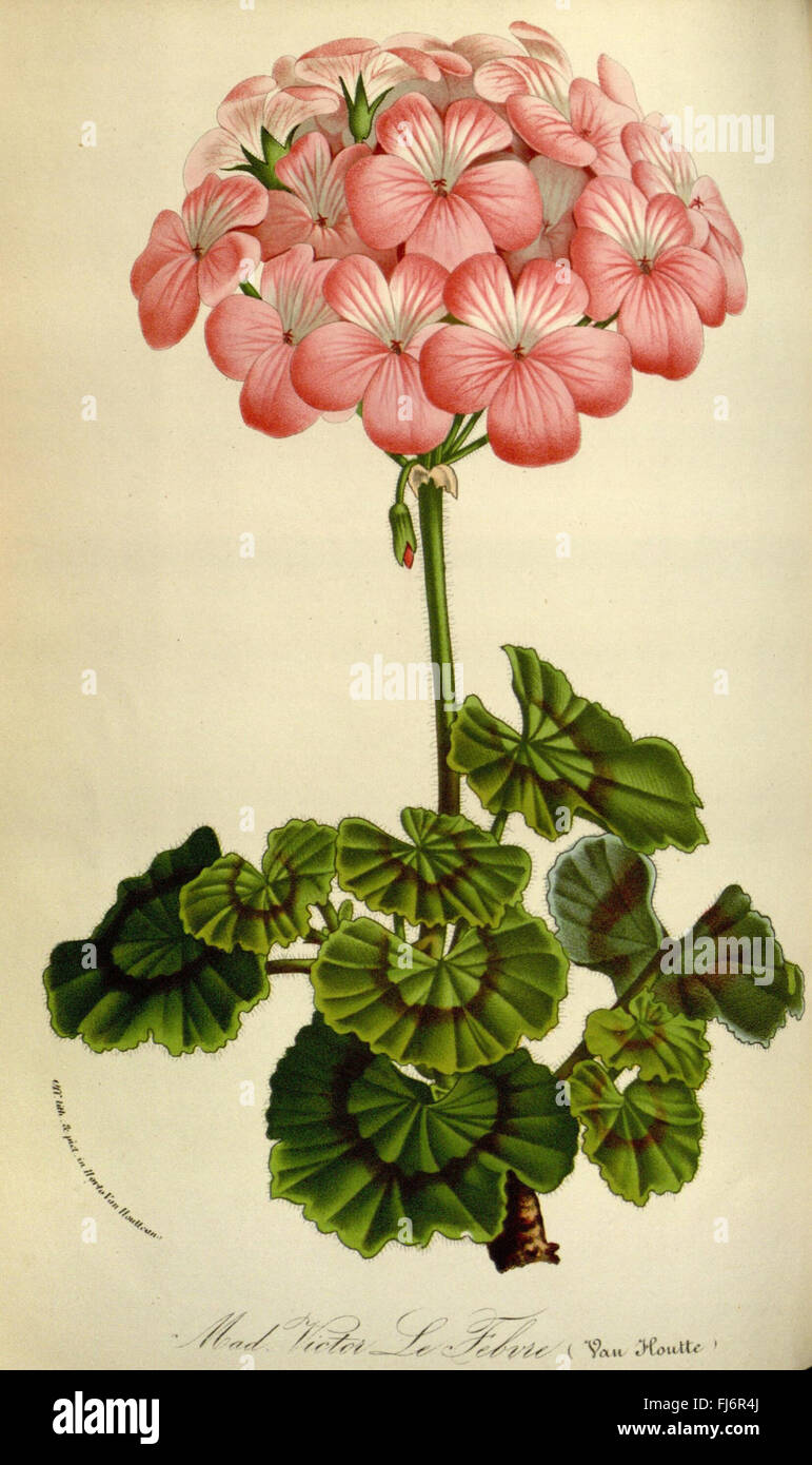 A comprehensive botanical collection showcasing the flora of European ...