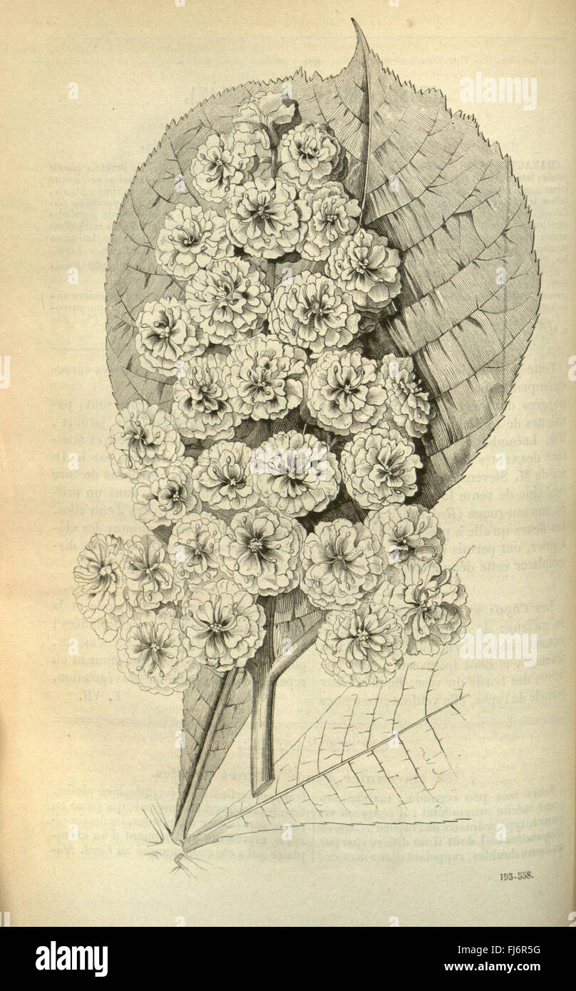 A botanical work detailing the flora of European greenhouses and ...