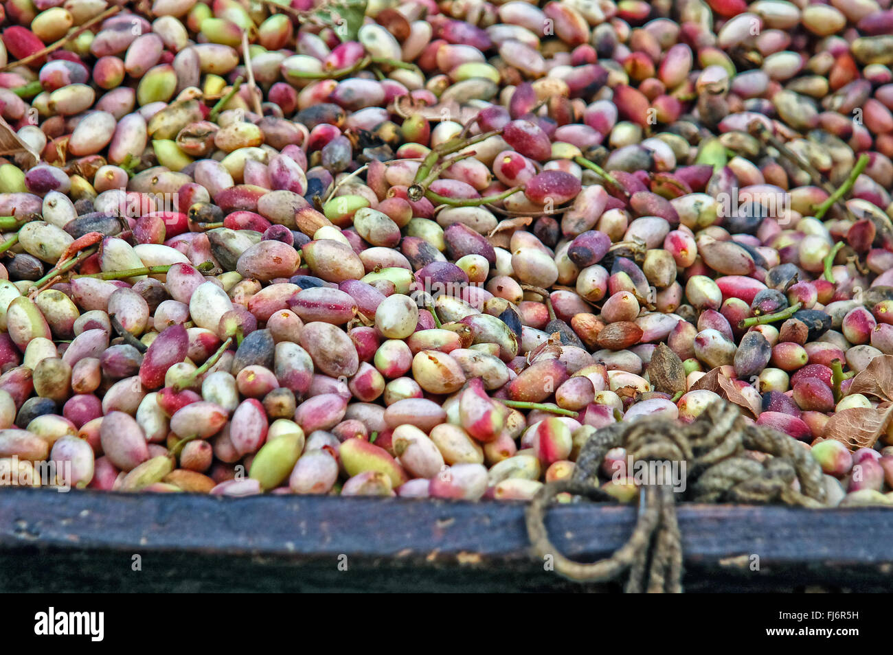 Pistachio festival sicily hi-res stock photography and images - Alamy